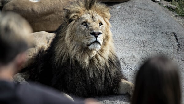 Løvemanden er fundet: Kravlede ind til zoos løver to gange | jv.dk Løvemanden er fundet: Kravlede ind til zoos løver to gange | jv.dk