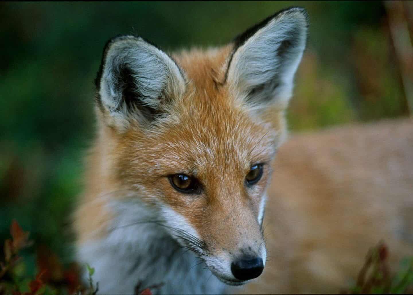 Danske dyr - kanon dyr! | stiften.dk