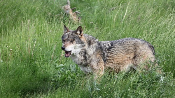 Debat: Første sikre bevis på ulovlig drab af ulv i Danmark | faa.dk