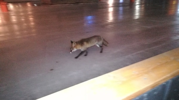 Mikkel Ræv på glatis midt i Esbjerg | jv.dk