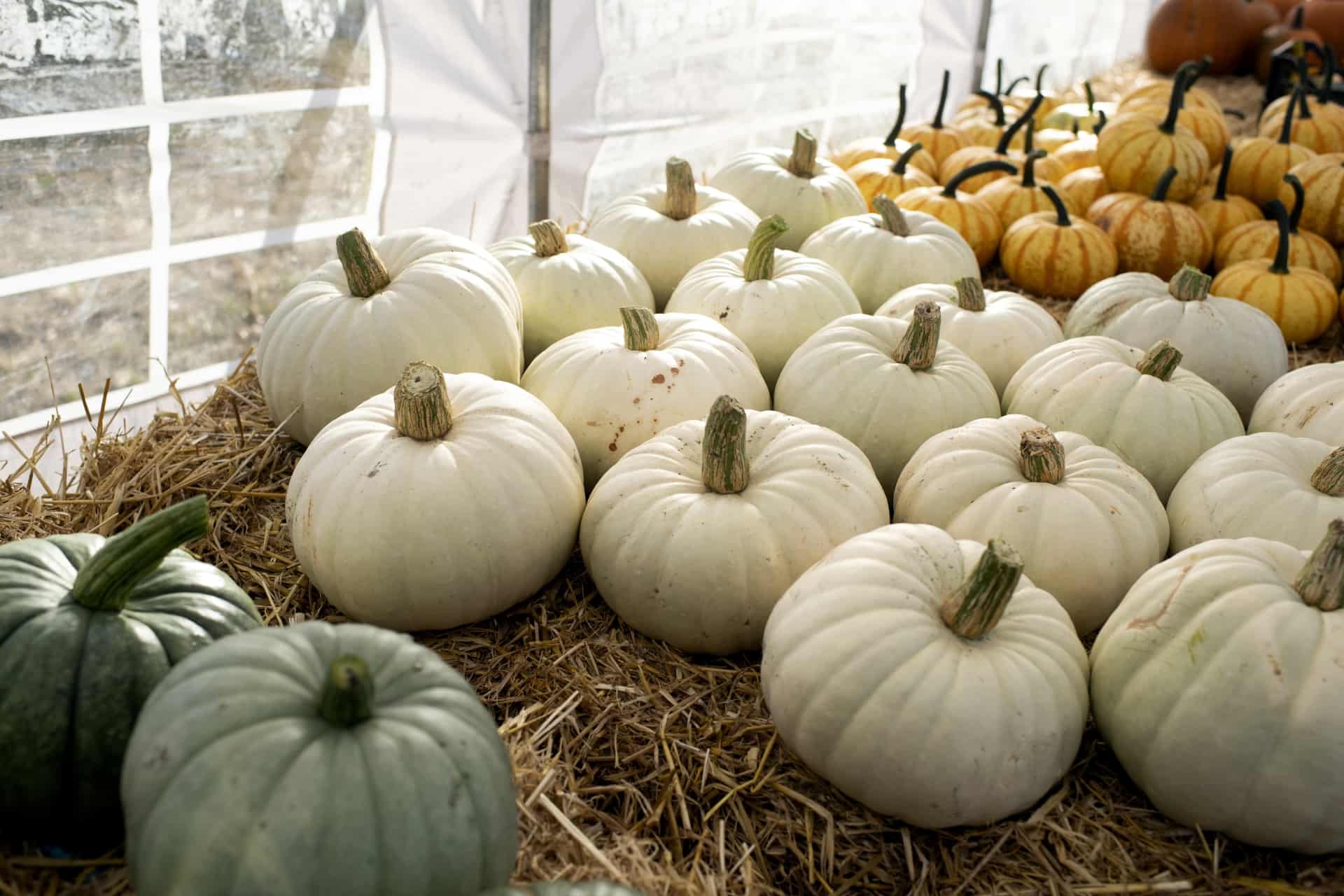 Maja og Samuel håndsåede græskar på to tønder land for at være mere ...