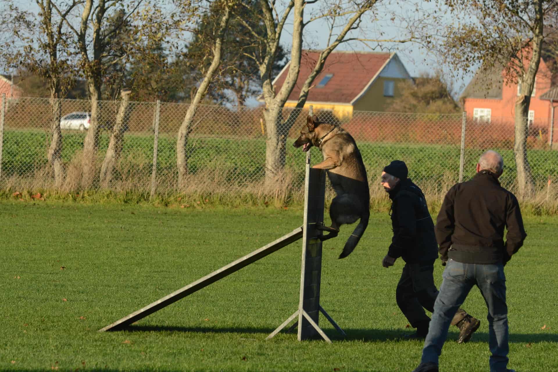 Ivrige unghunde fik lov at arbejde | ugeavisen.dk