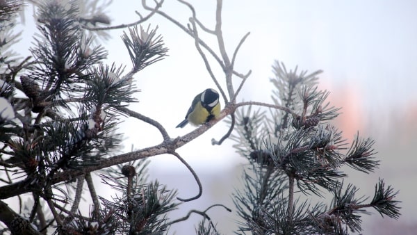 Haven i januar | fyens.dk