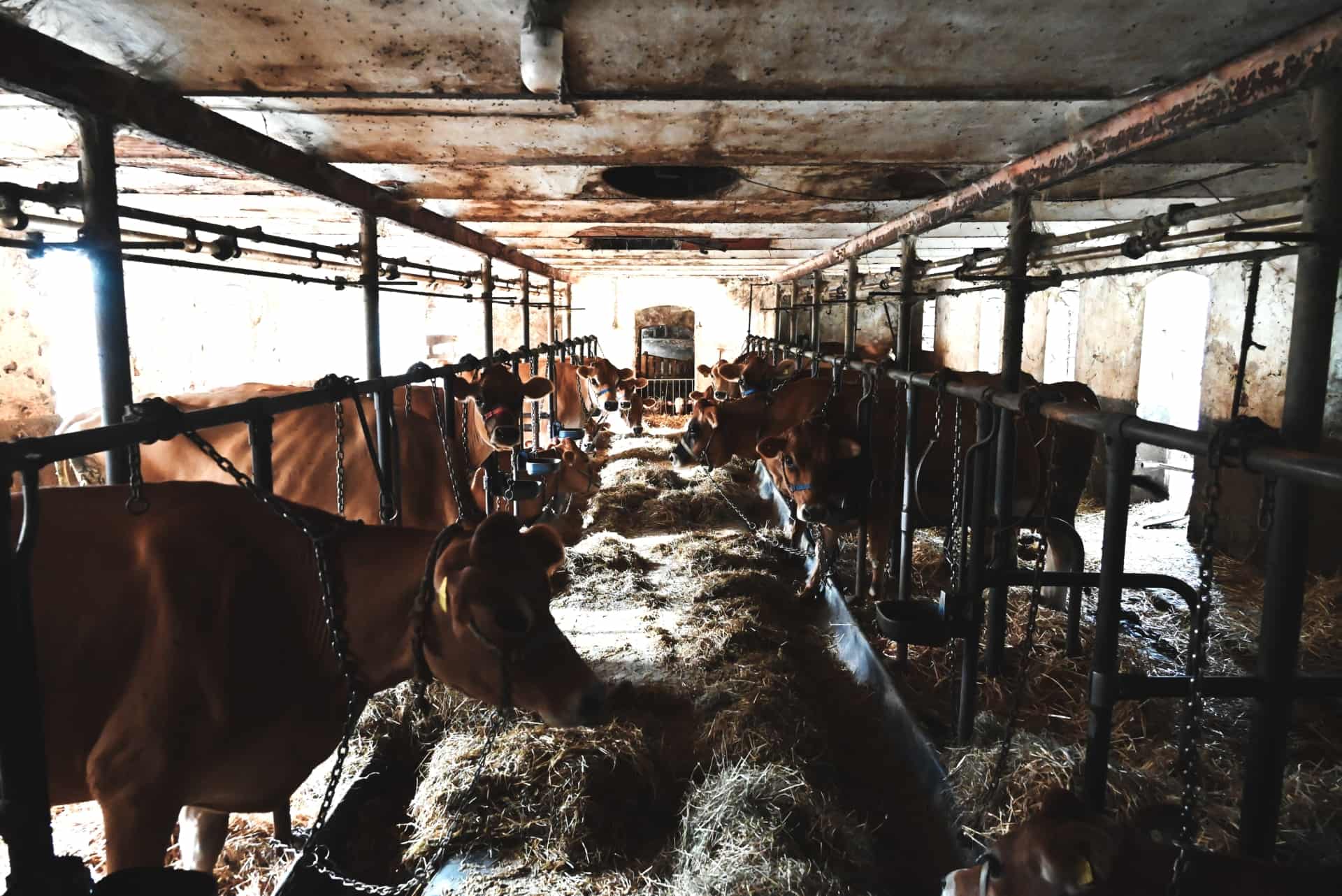 Peter driver landbrug uden skyggen af teknologi: - Hold op en idiot og ...