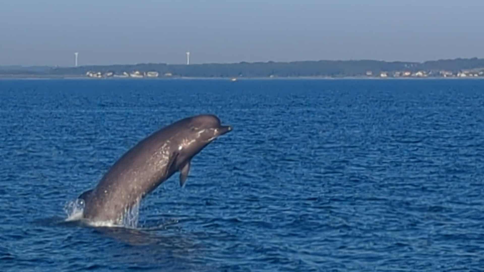 Vild video: Stor og legesyg hval springer rundt ud for Helsingør - 'en sensation', siger ekspert ...