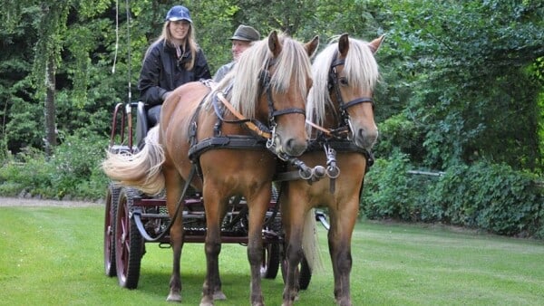 Sjældne heste er flyttet ind i Nørup | ugeavisen.dk