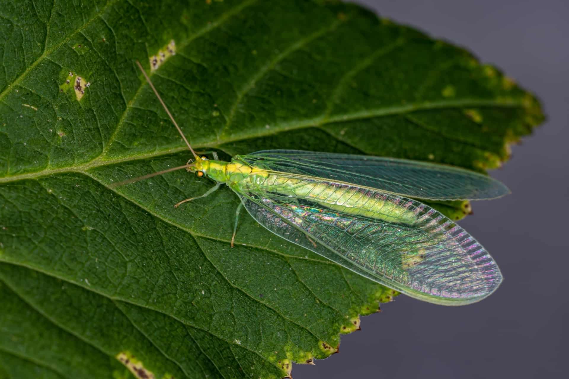 Når vindueskarmen bliver til et insekthotel | ugeavisen.dk