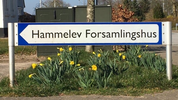 Påskeliljer byder velkommen til Hammelev | jv.dk