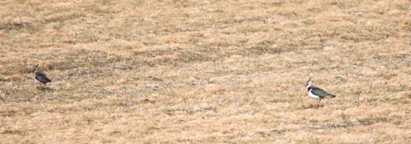 Vibe. En fugl, der ikke passer til stordrift | fyens.dk