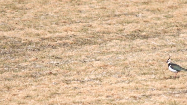 Vibe. En fugl, der ikke passer til stordrift | fyens.dk