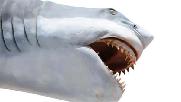 Hvid haj strandet nord for Henne Strand | ugeavisen.dk