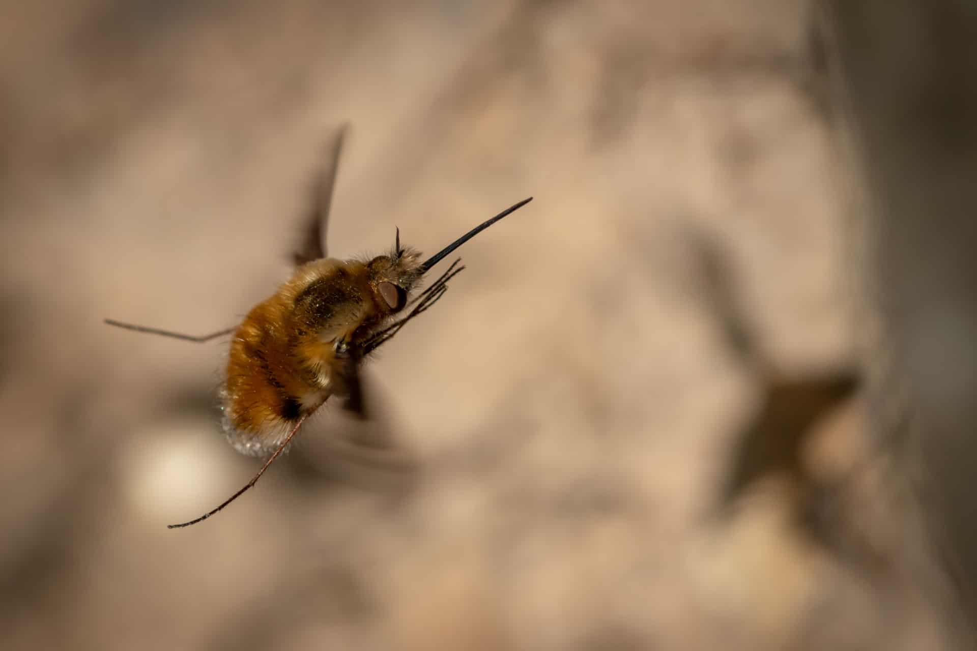 Den flittige humlebi | ugeavisen.dk