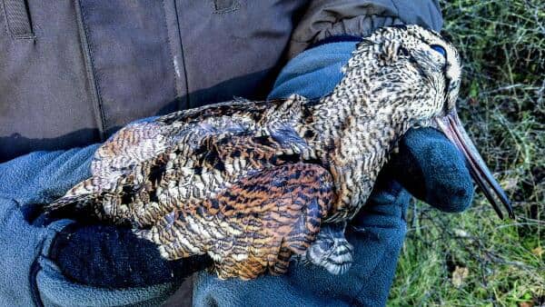 Snepper er for de erfarne og hurtige jægere | jv.dk