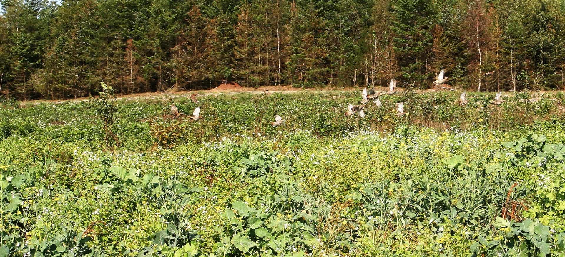 Agerhøns bliver sluppet fri flere steder | ugeavisen.dk