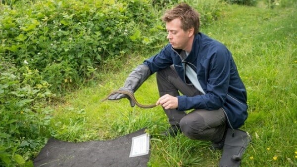 Find frøer og slanger i naturen | ugeavisen.dk