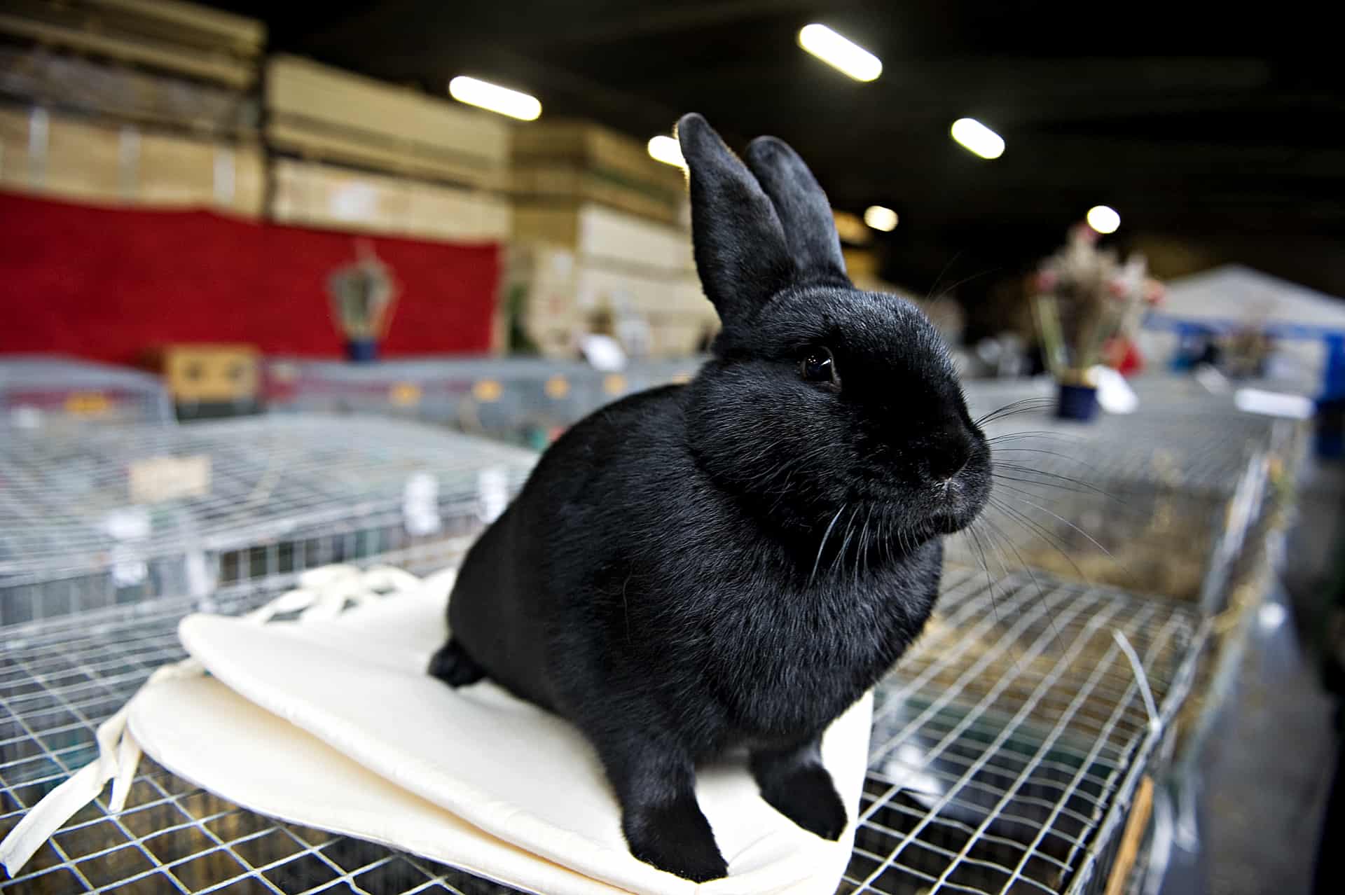 Lille sort kanin er den største | jv.dk