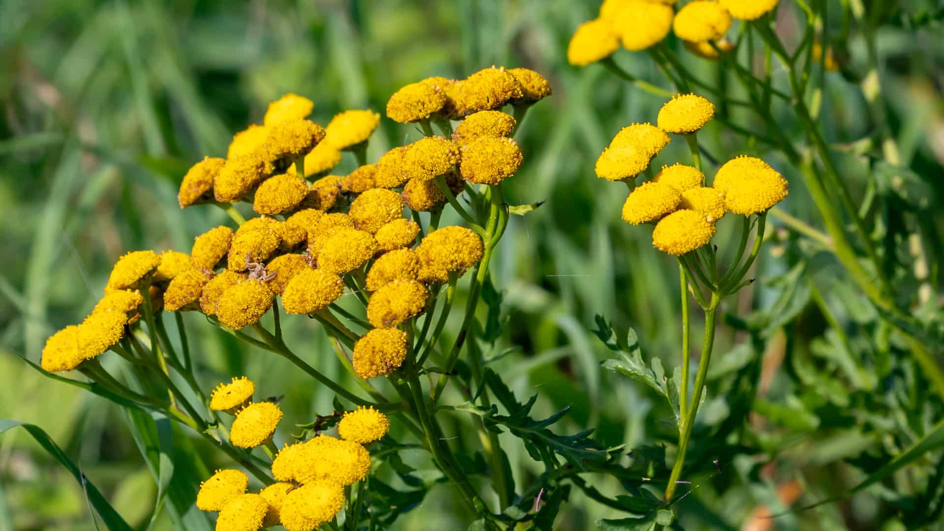 Rejnfan – sensommerens nektarbombe | ugeavisen.dk