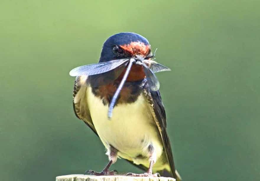 To svaler: Så er det sommer | faa.dk