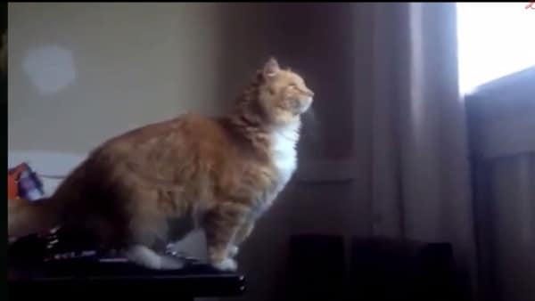 Tyk kat prøver at hoppe | fyens.dk