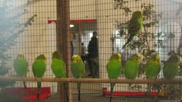 Fugle på værksted | dagbladet-holstebro-struer.dk