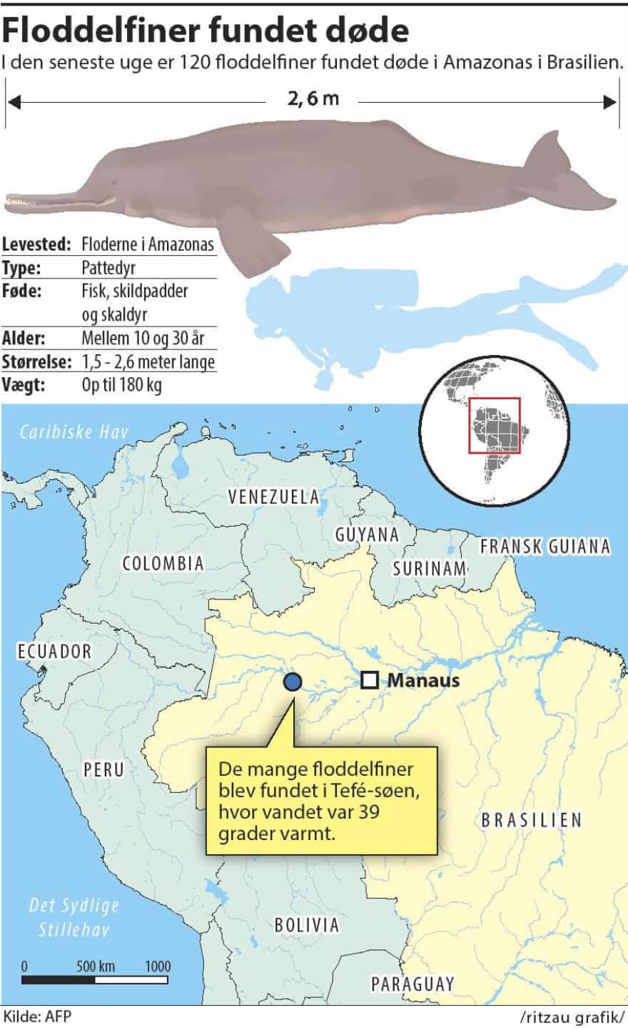 120 delfiner er døde i hedebølge og brandvarmt vand i Amazonas ...
