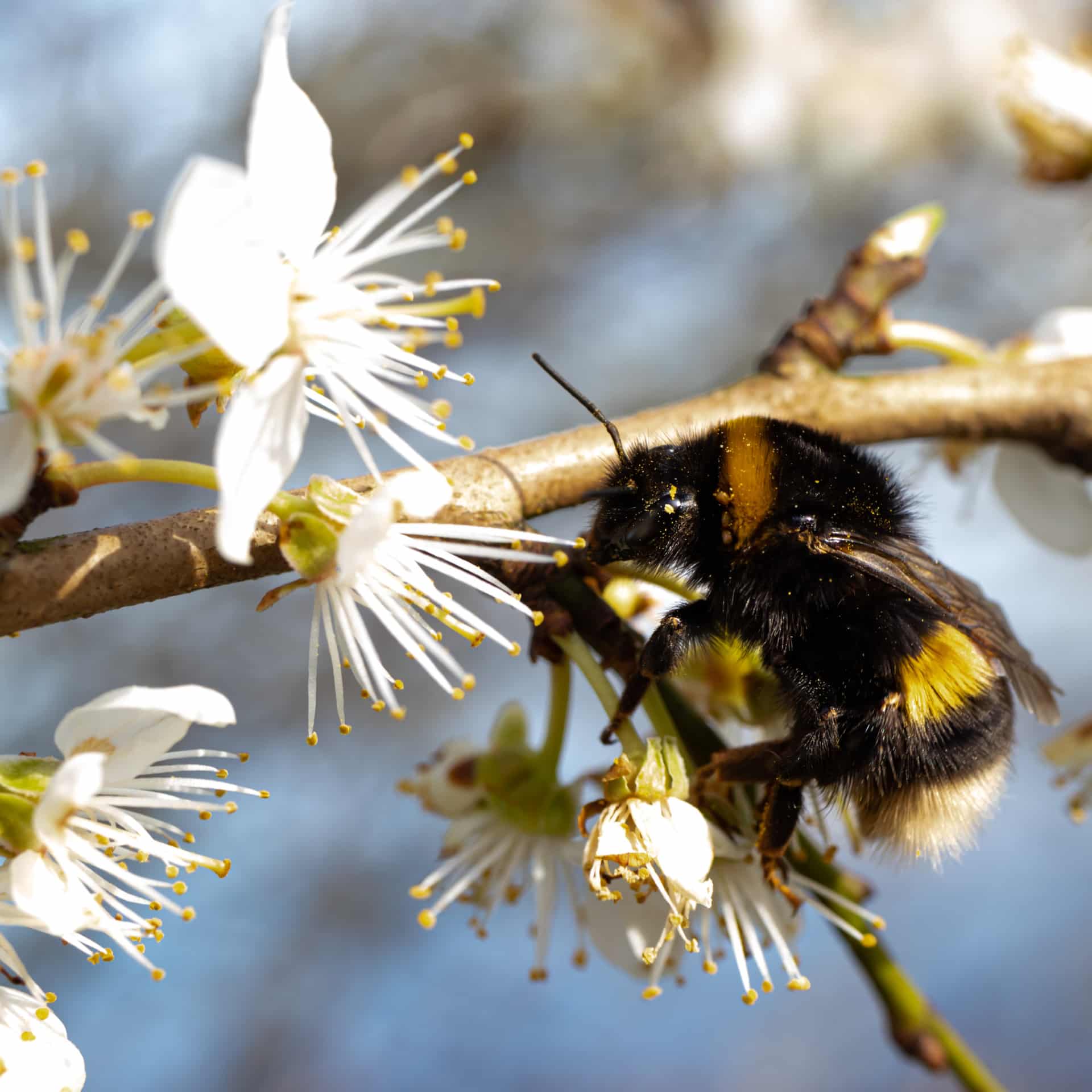 Den flittige humlebi | ugeavisen.dk