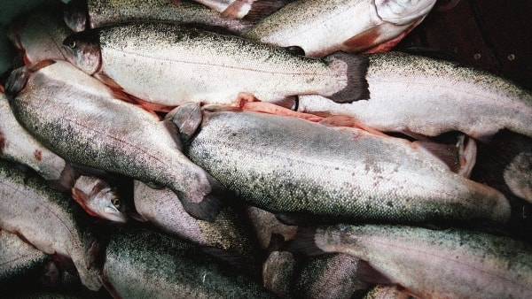 Havbrug blev også offer for storm: Ukendt antal regnbueørreder er ...