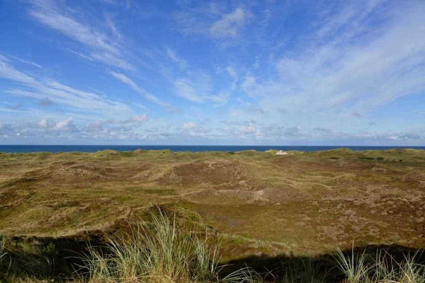 Varde Park Løb inviterer til Margueritløb i Kærgård Plantage den 23 ...