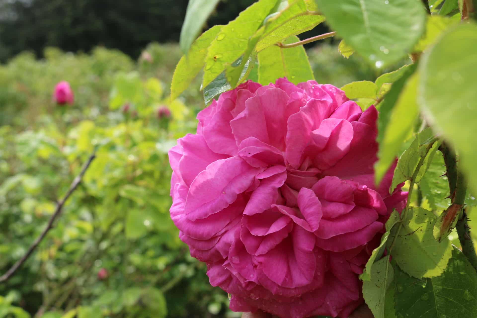 De historiske roser | ugeavisen.dk