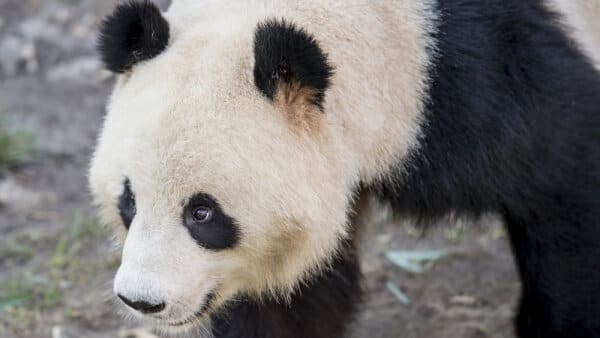 Panda slap løs i Zoologisk Have i København | erhvervplus.dk