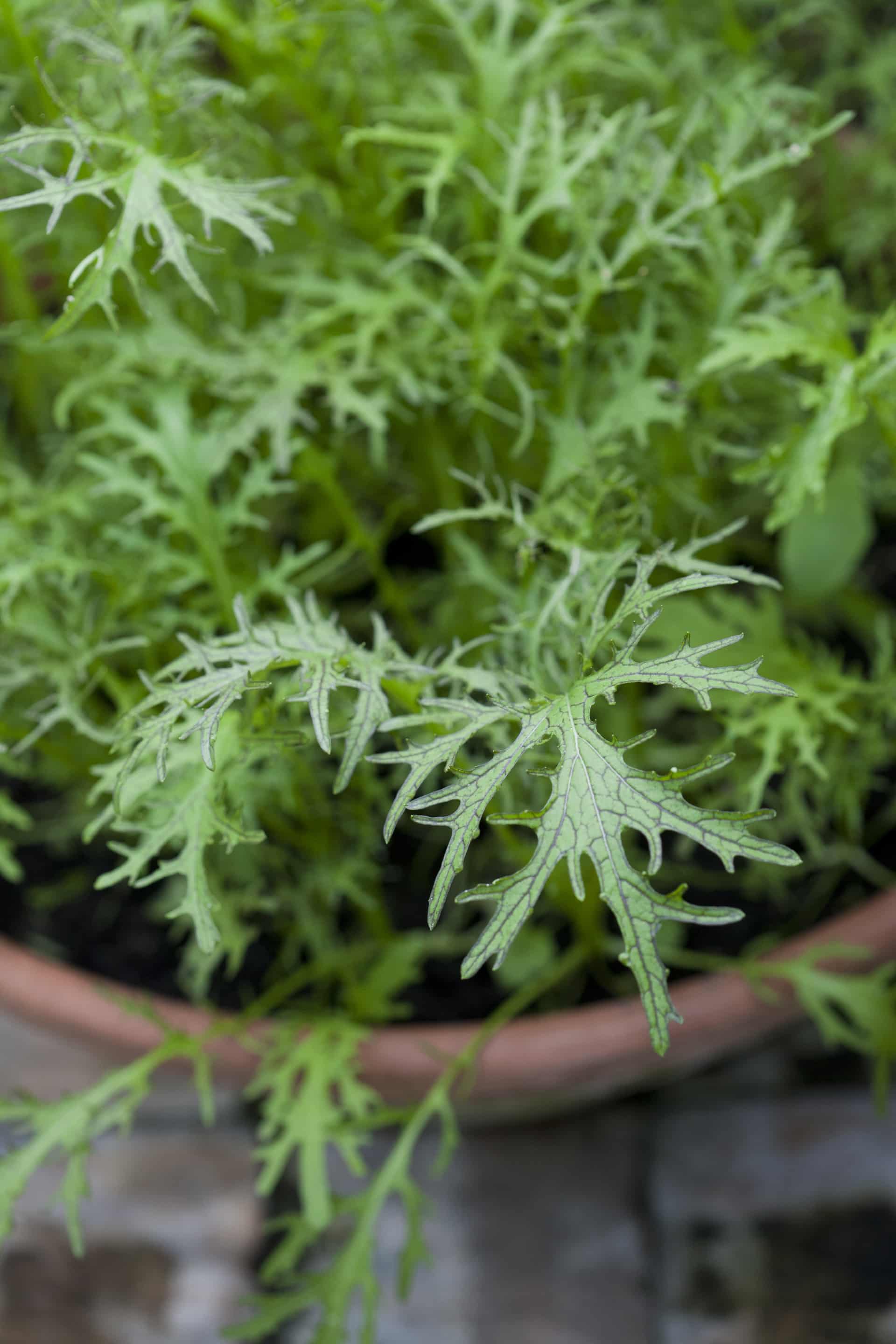 Bedenes bæster: Vild rucola i haven | faa.dk