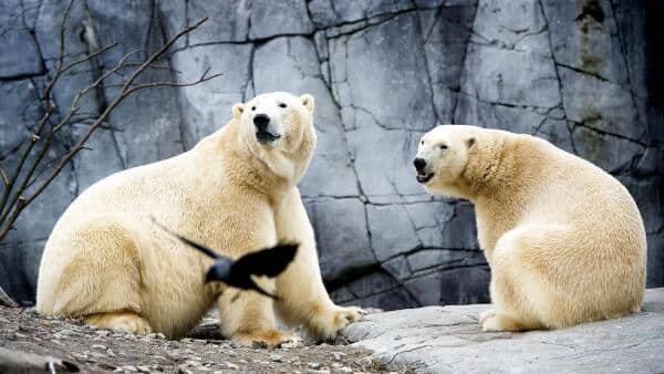 Tykke dyr: Dyrene i Zoo er sat på slankekur | stiften.dk