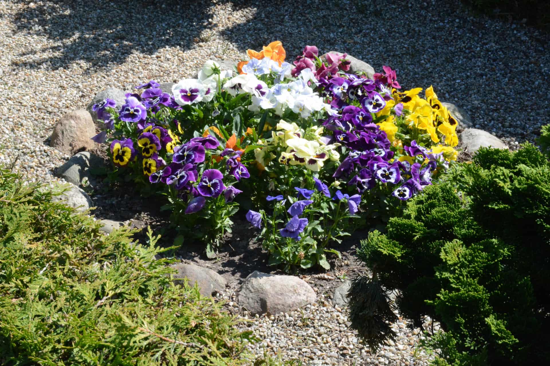 Isbegonia og stedmoder er de to bedste blomster til kirkegården ...