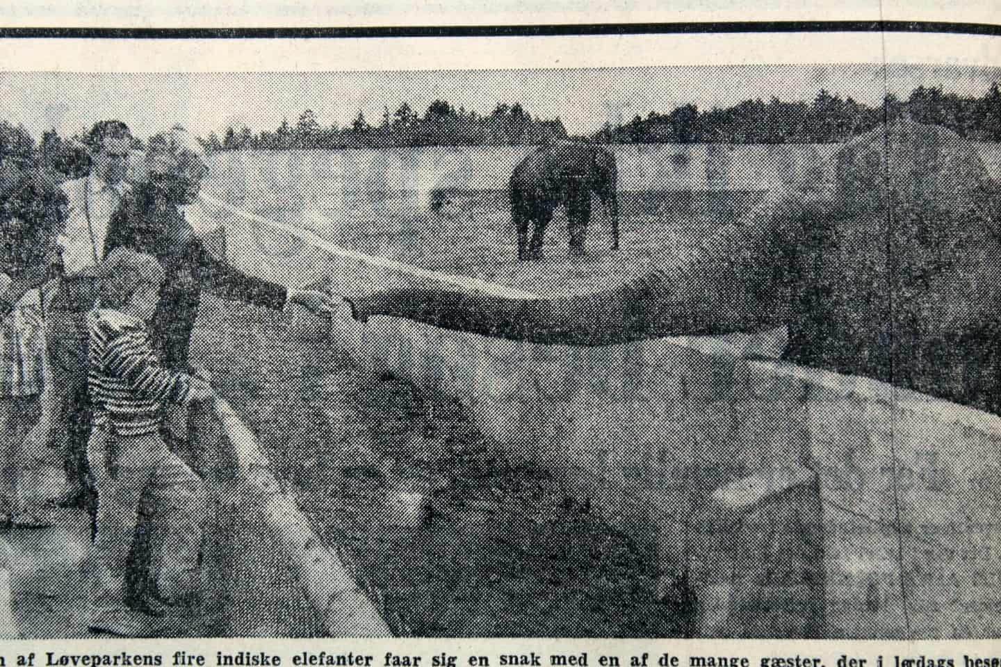 De brølende 70'ere: Vred løve bed bildæk i stykker | fyens.dk