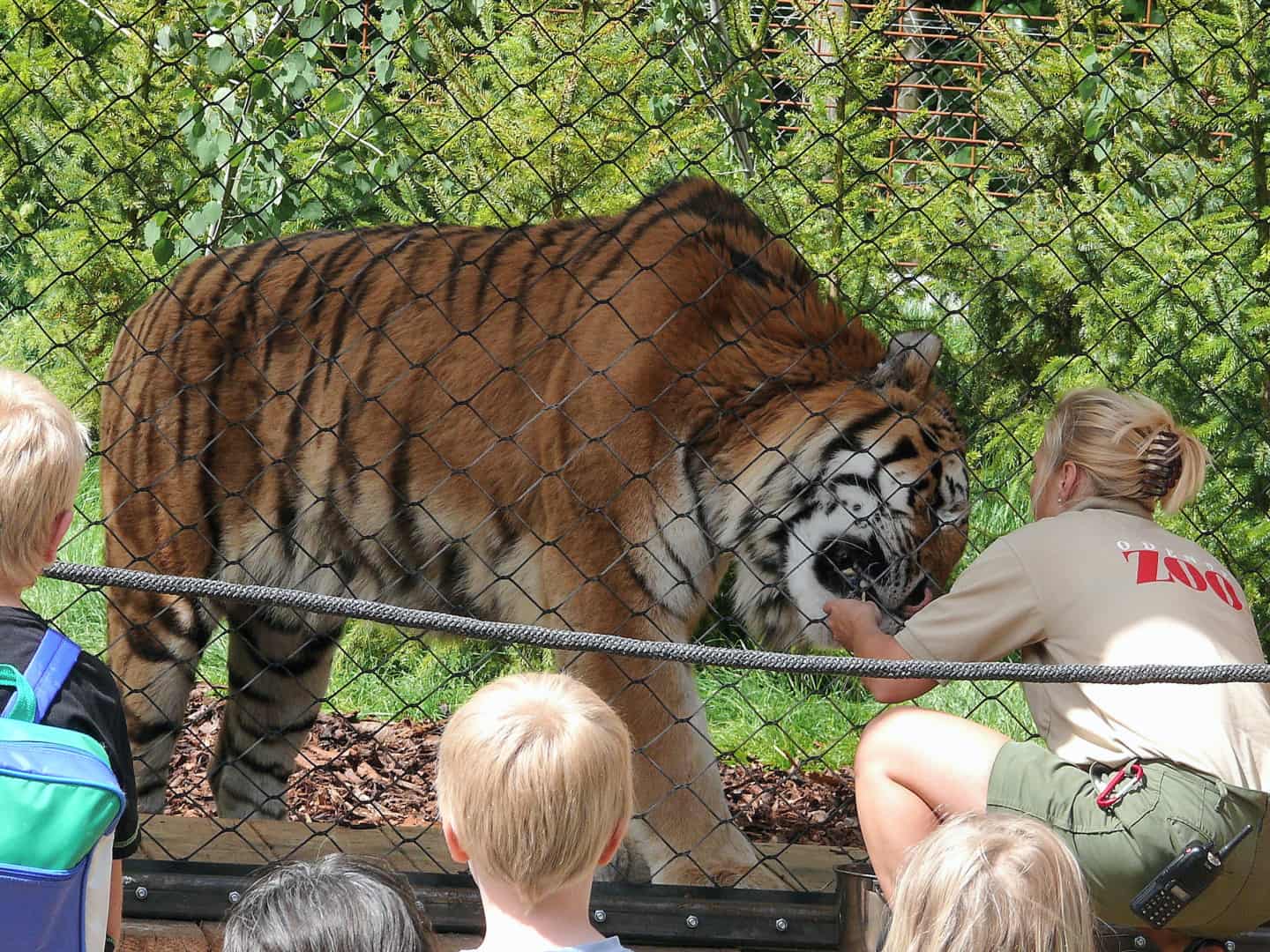 Tigertræner inspirerer hundeejere | fyens.dk