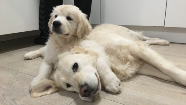 Dit og dat - og så lidt andet | ugeavisen.dk