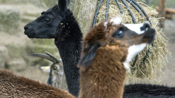 Lamaer tog på springtur | ugeavisen.dk