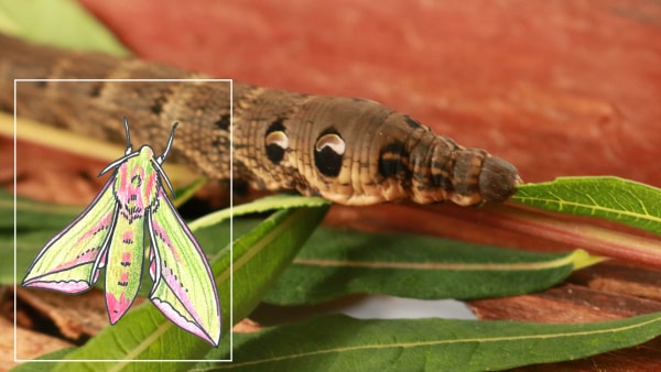 Dueurtsværmer og dueurt – Skønheden og ukrudtet | ugeavisen.dk