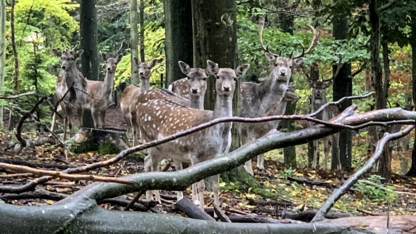 Farvel til de smukke dyr - nu bliver hjortene i Randers Dyrehave jaget ...