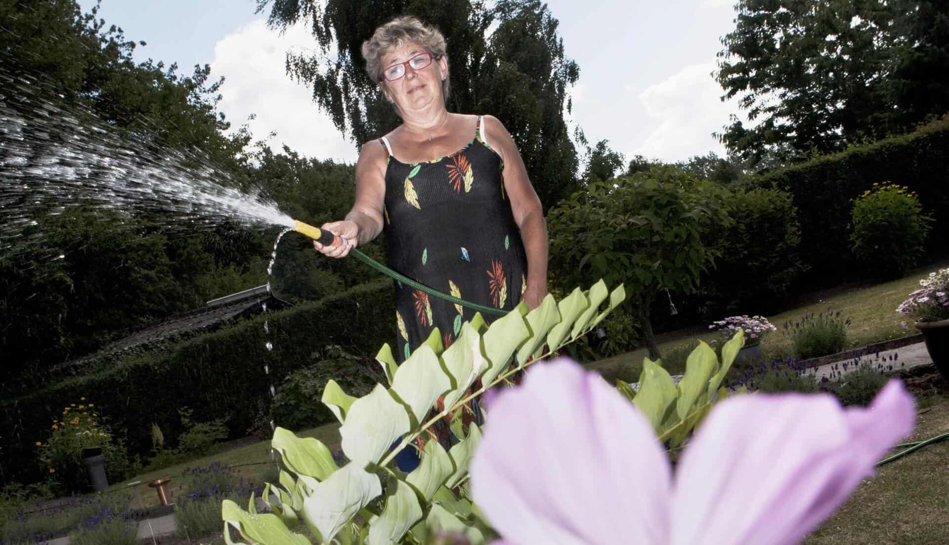 Hanne holder liv i blomsterne | stiften.dk