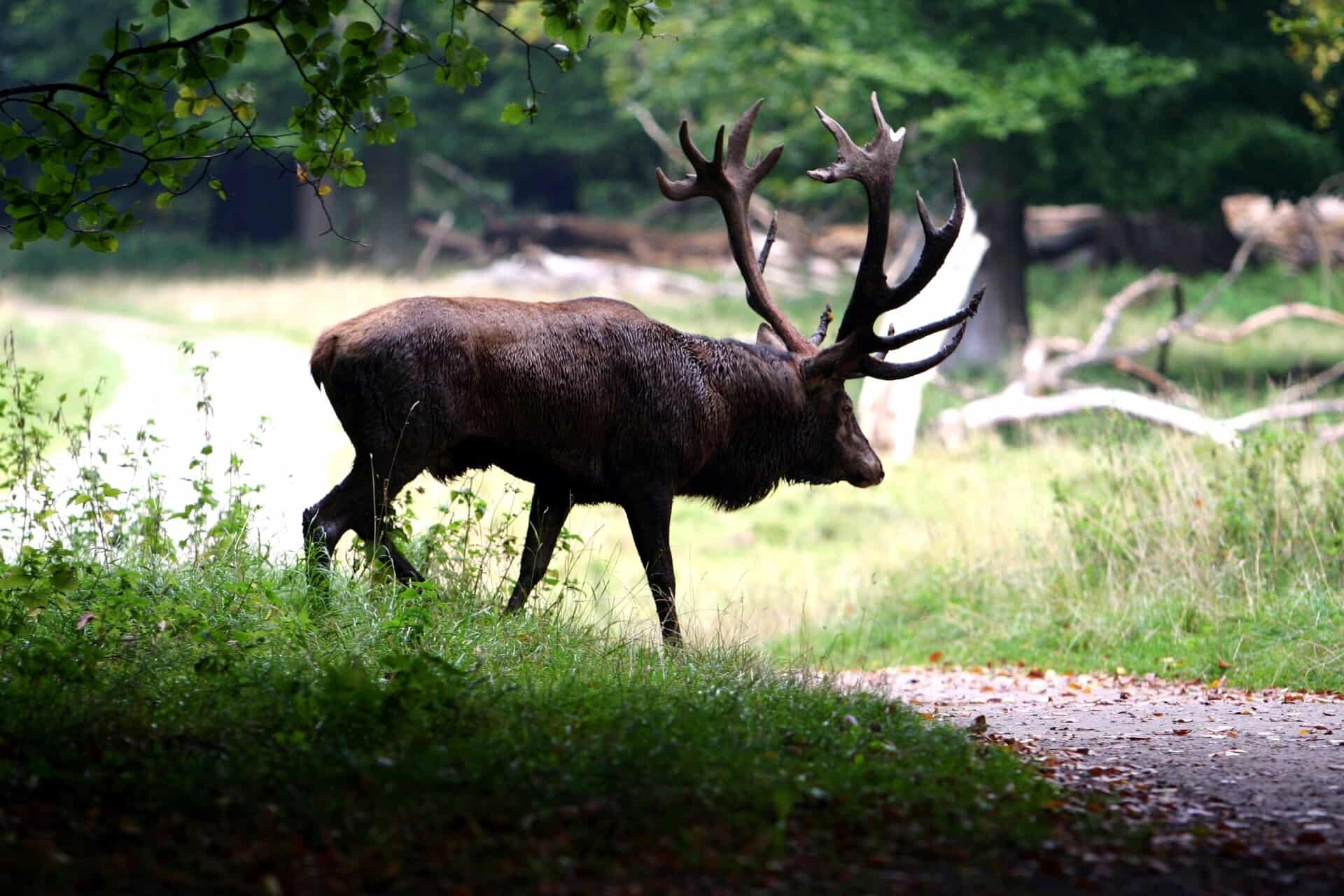På safari efter store dyr i Vejle: Oplev Danmarks nye "The Big Five ...