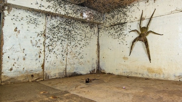 Argh! Se hvad der sad på væggen i soveværelset | fyens.dk