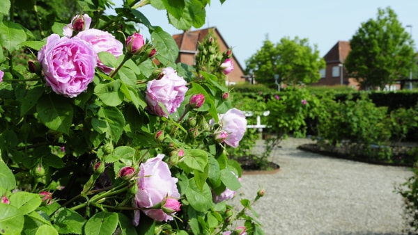 Historiske roser sukker efter redningsmænd | fyens.dk