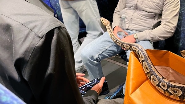 Kongepython i en Louis Vuitton-pose: S-tog passagerer fik sig noget af en forskrækkelse ...