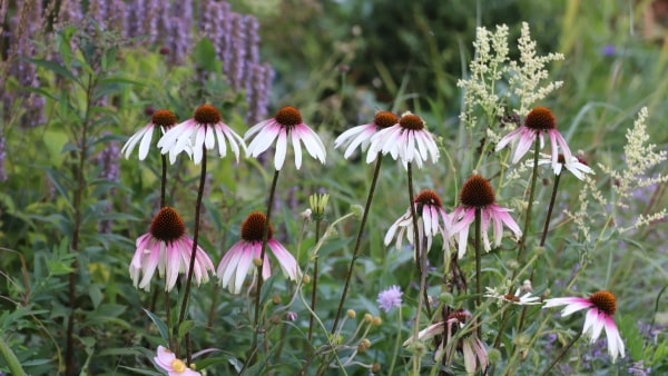 Årets gang i Troensehaven: Den forvirrende blomst solhat | stiften.dk