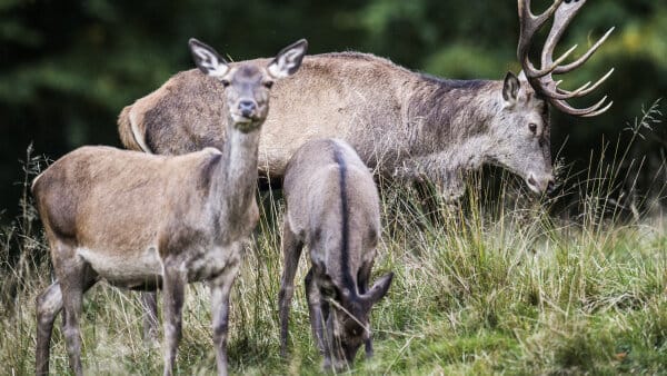 Fem fantastiske dyr du kan opleve i dansk natur | ugeavisen.dk
