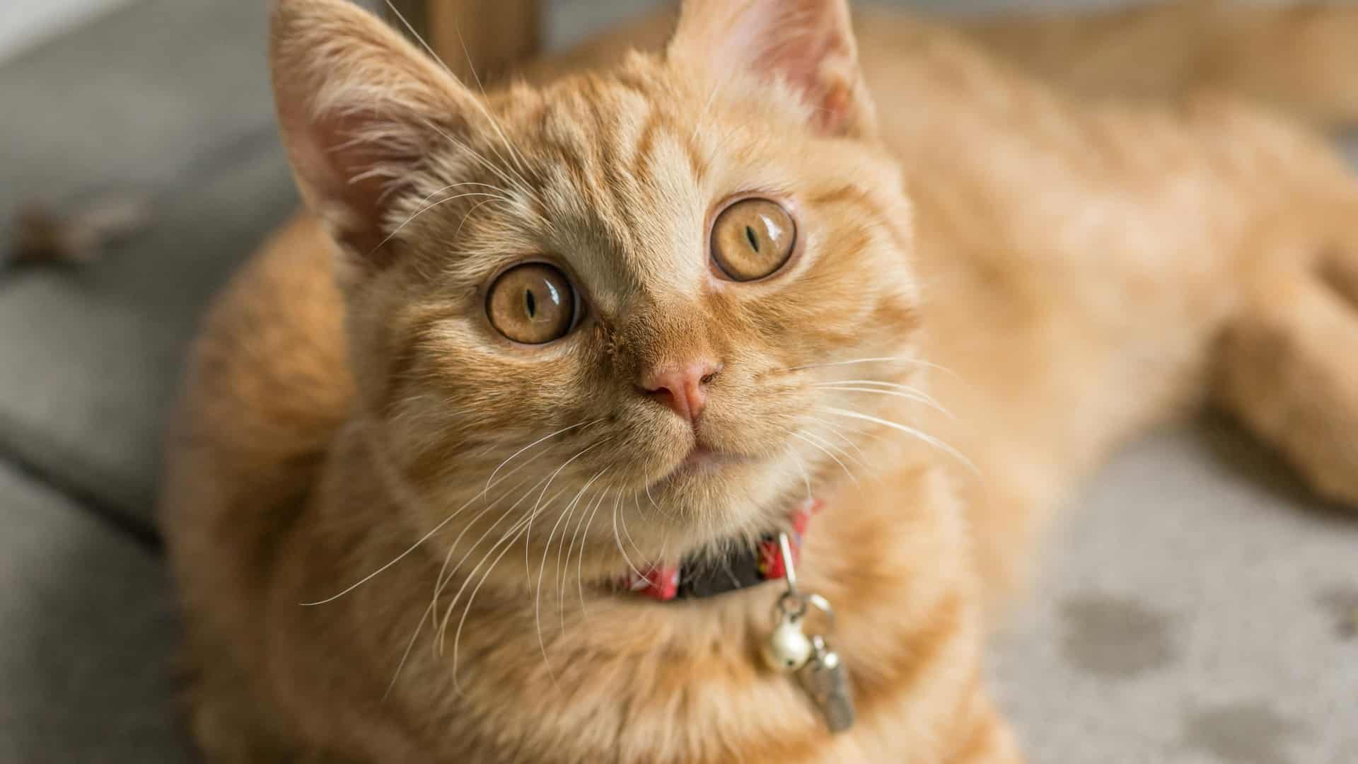 Find din nye kat på betryggende vis | ugeavisen.dk