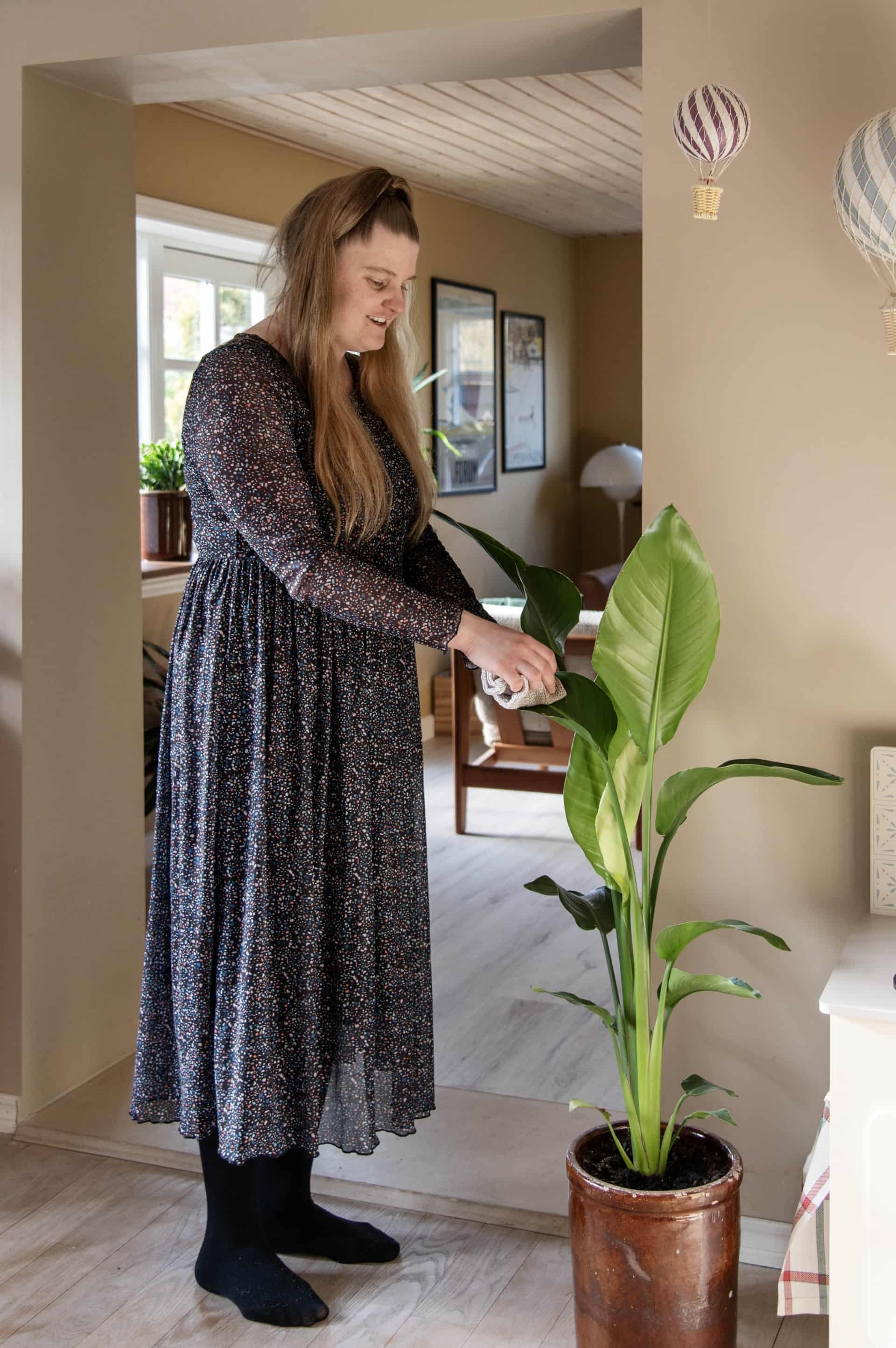 Vil du have succes med dine planter? Seks tips, du kan bruge med det samme | hsfo.dk