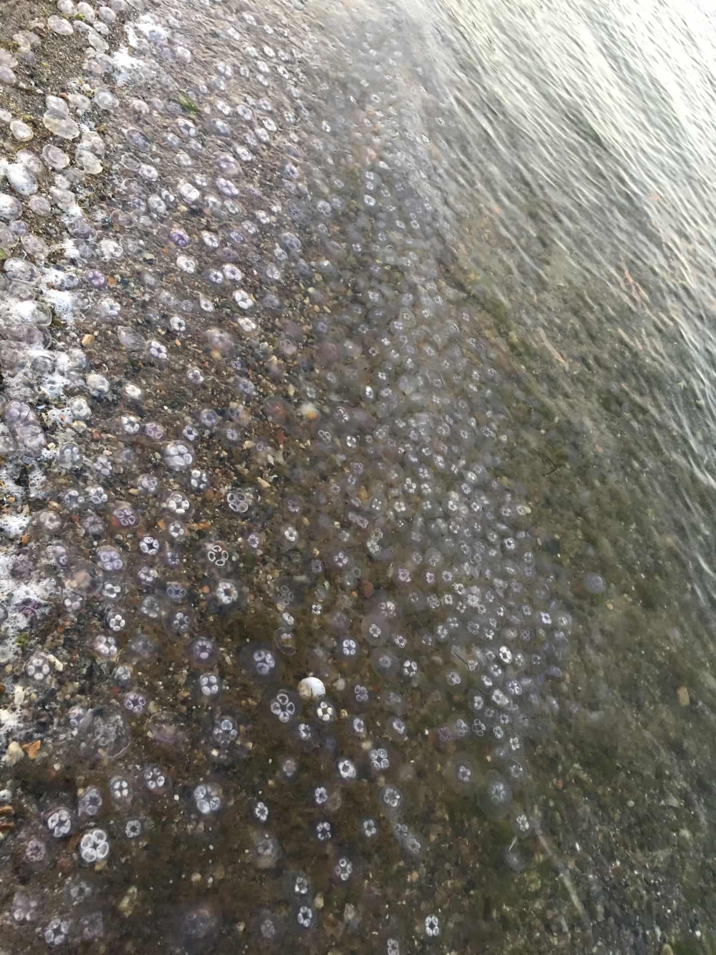 Tusindvis af gopler har indtaget Østerstrand - men de bliver ikke ...