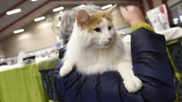 Se billederne: 700 katte fordelt på 45 racer til udstilling i Aarhus ...